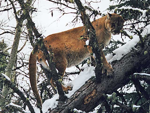 Alberta Trophy Cougar Hunt - Alberta Hunt